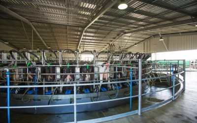 The Midfield Group | Premium Australian Beef & Lamb